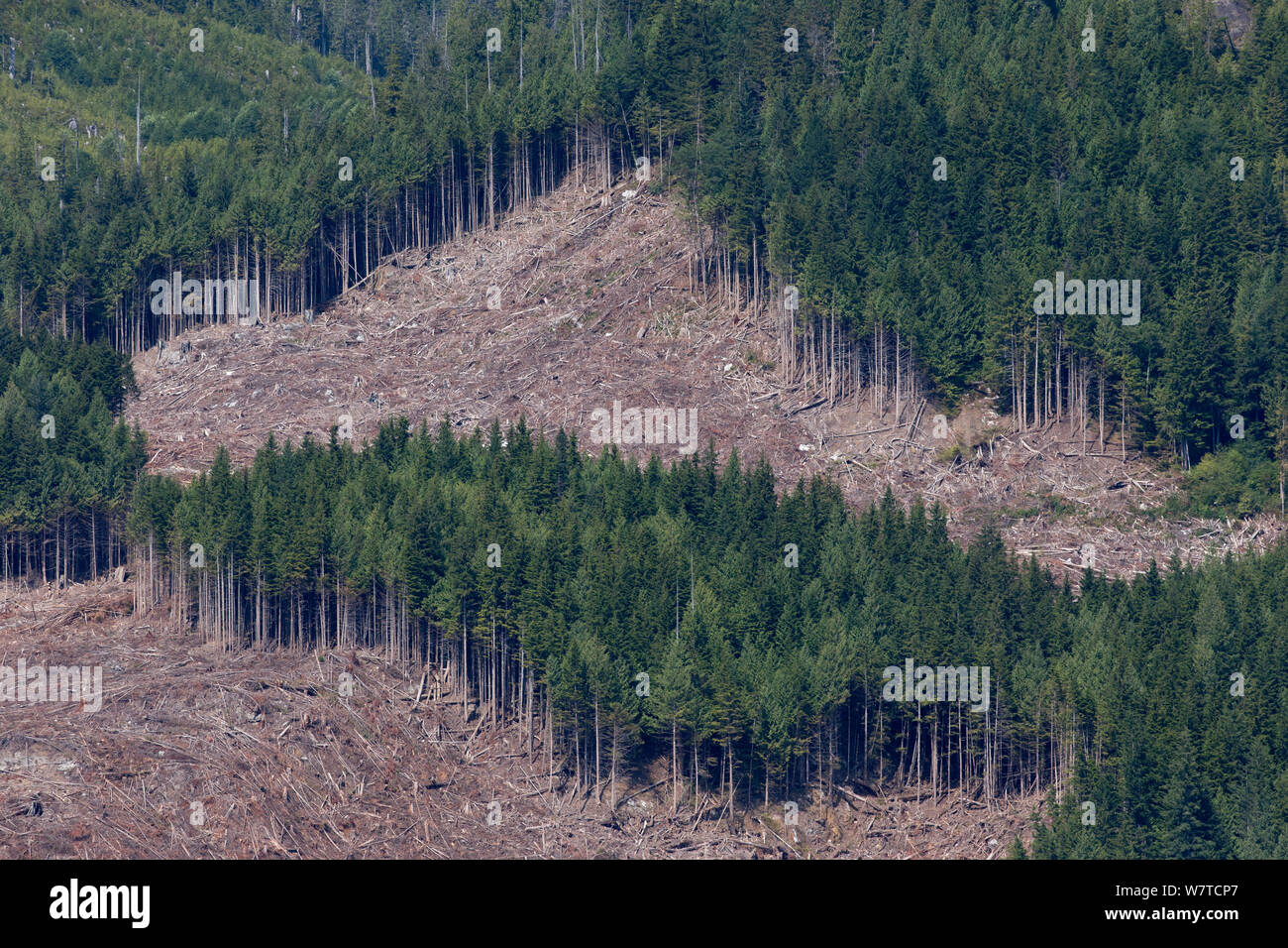 Aerial forest british columbia hi-res stock photography and images - Alamy