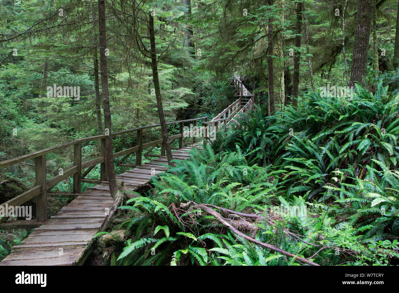 Temperate rainforest scenic with ancient Red cedar trees (Thuja plicata ...