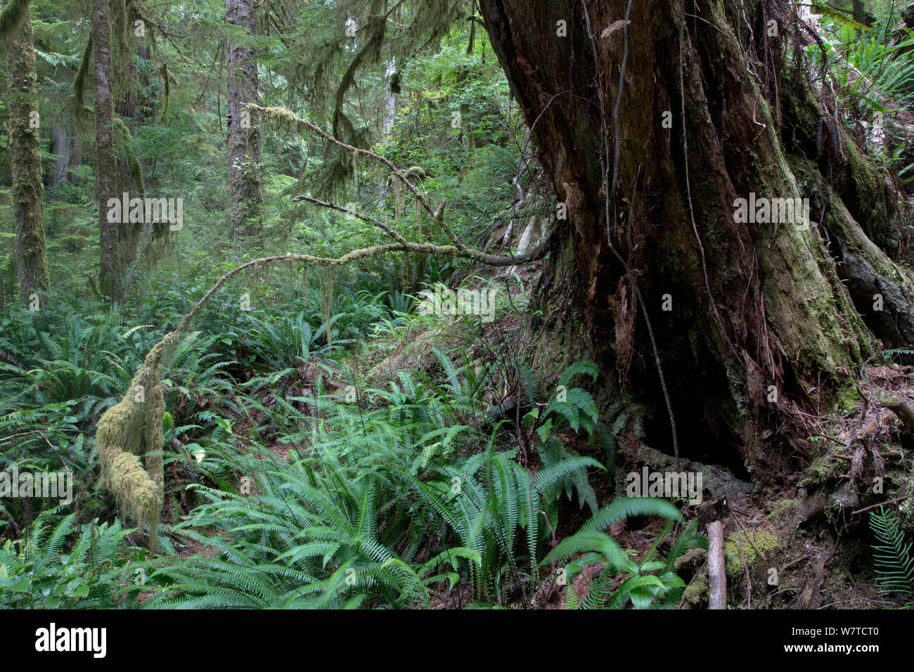 Temperate rainforest with ancient Red cedar tree (Thuja plicata ...