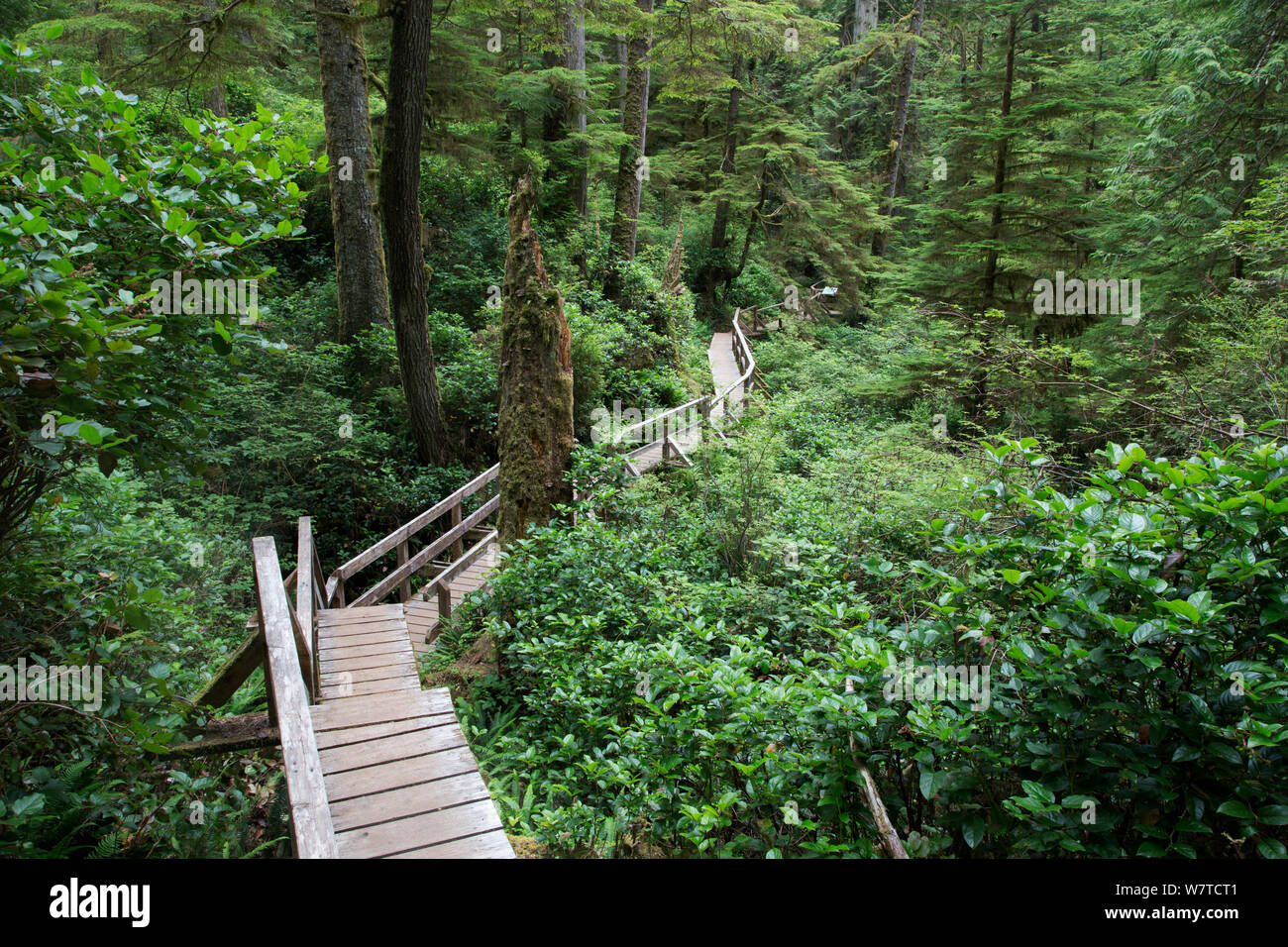 Western redcedar trees forest hi-res stock photography and images - Alamy