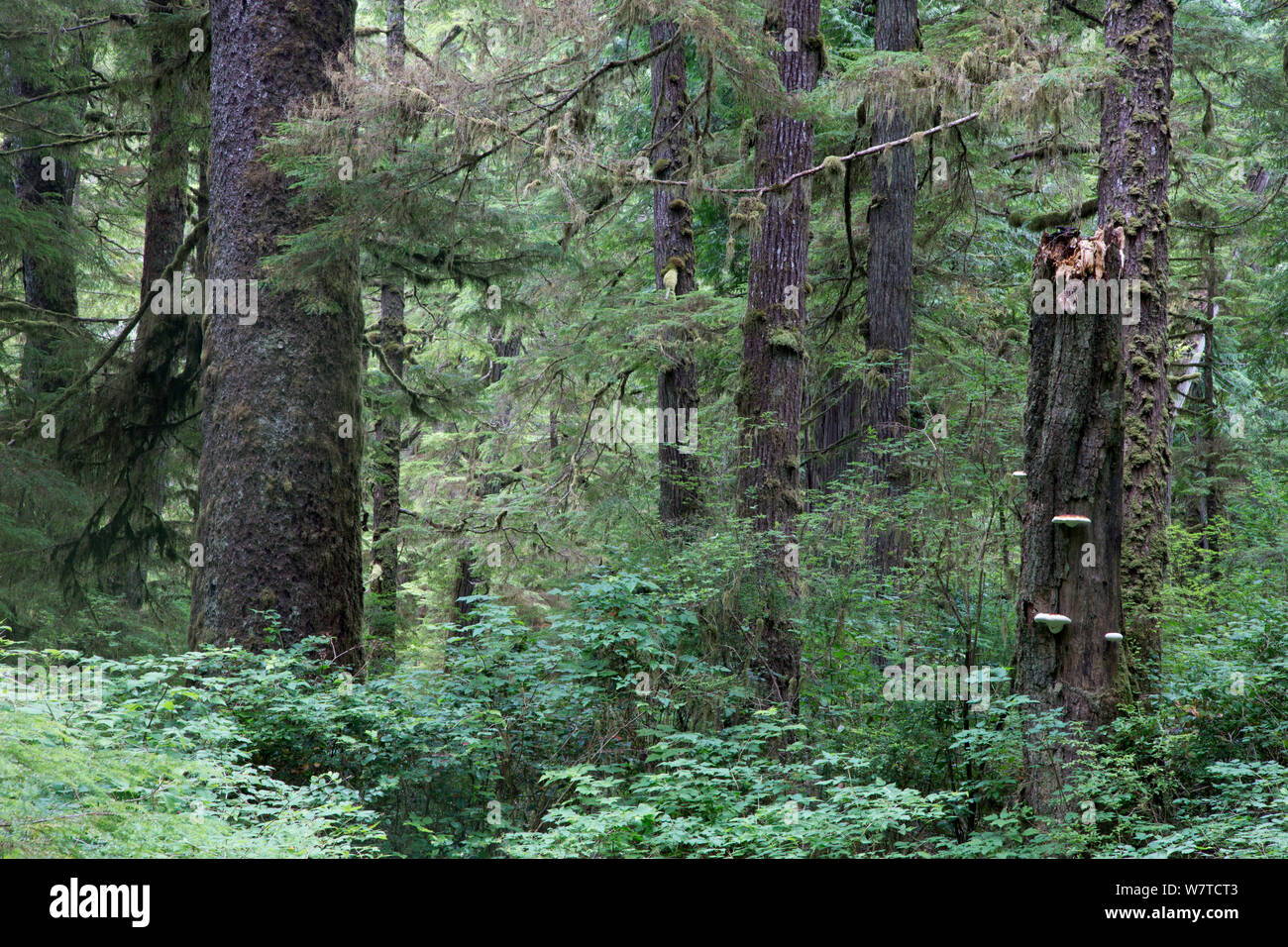 Temperate rainforest scenic with ancient Red cedar trees (Thuja plicata ...