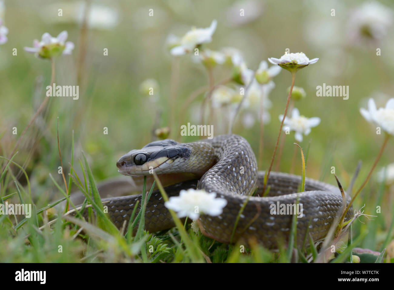 Coronella flower hi-res stock photography and images - Alamy