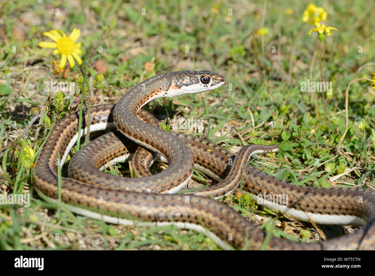 Western Whip Snakes High Resolution Stock Photography and Images - Alamy