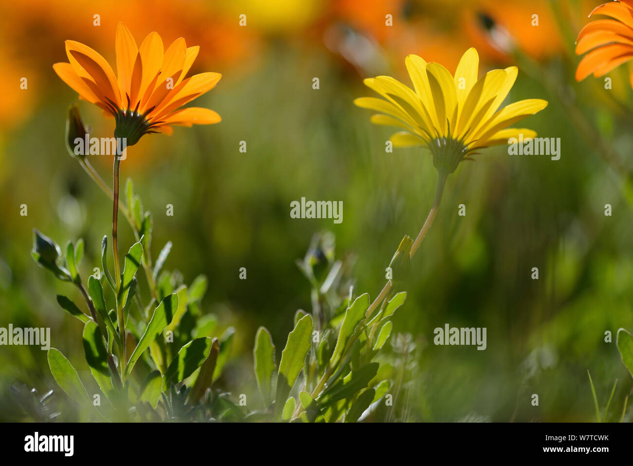Two Parachute daisies (Ursinia anthemoides) in flower, Vergelegen ...
