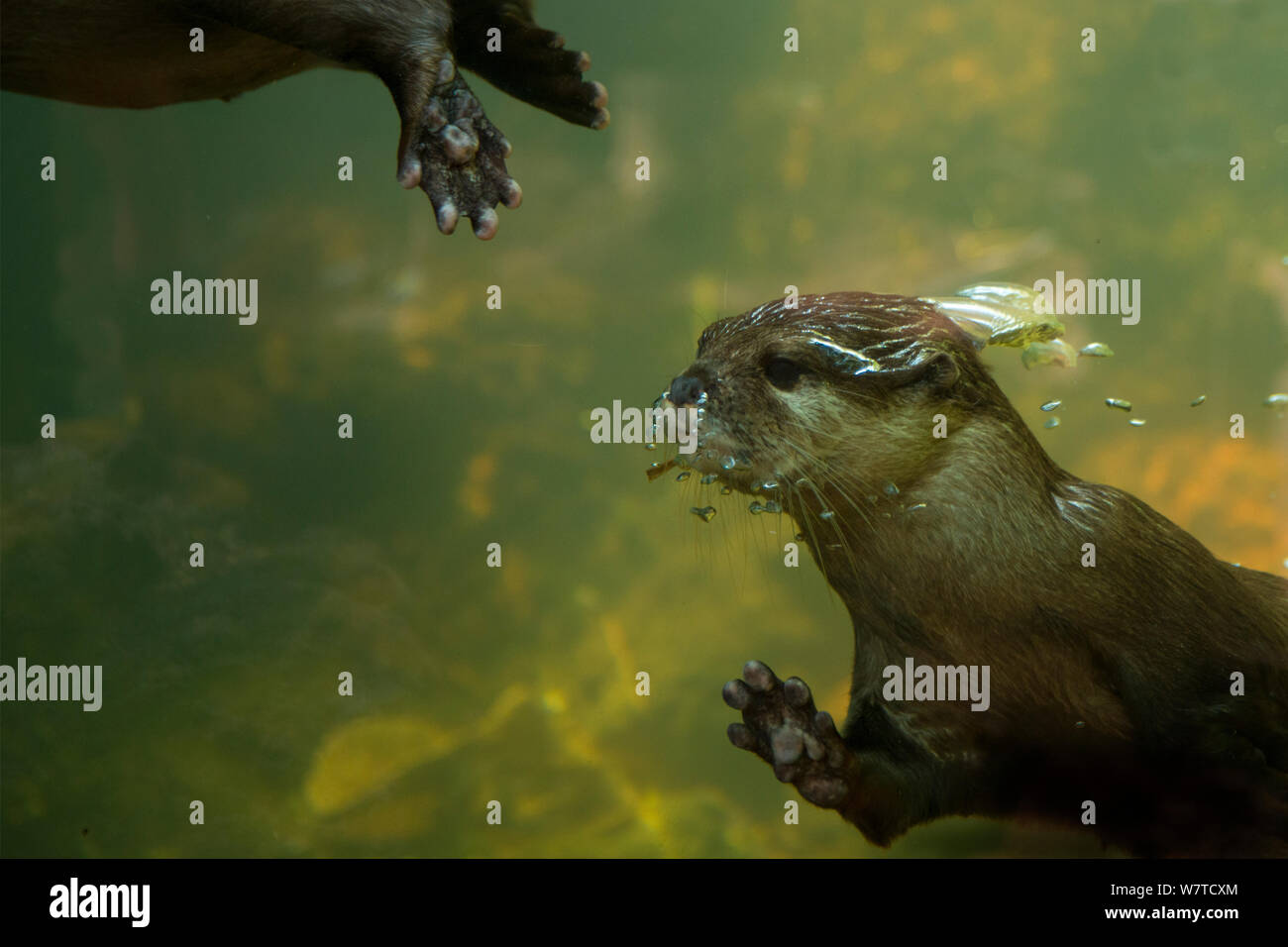 Another otter hi-res stock photography and images - Alamy
