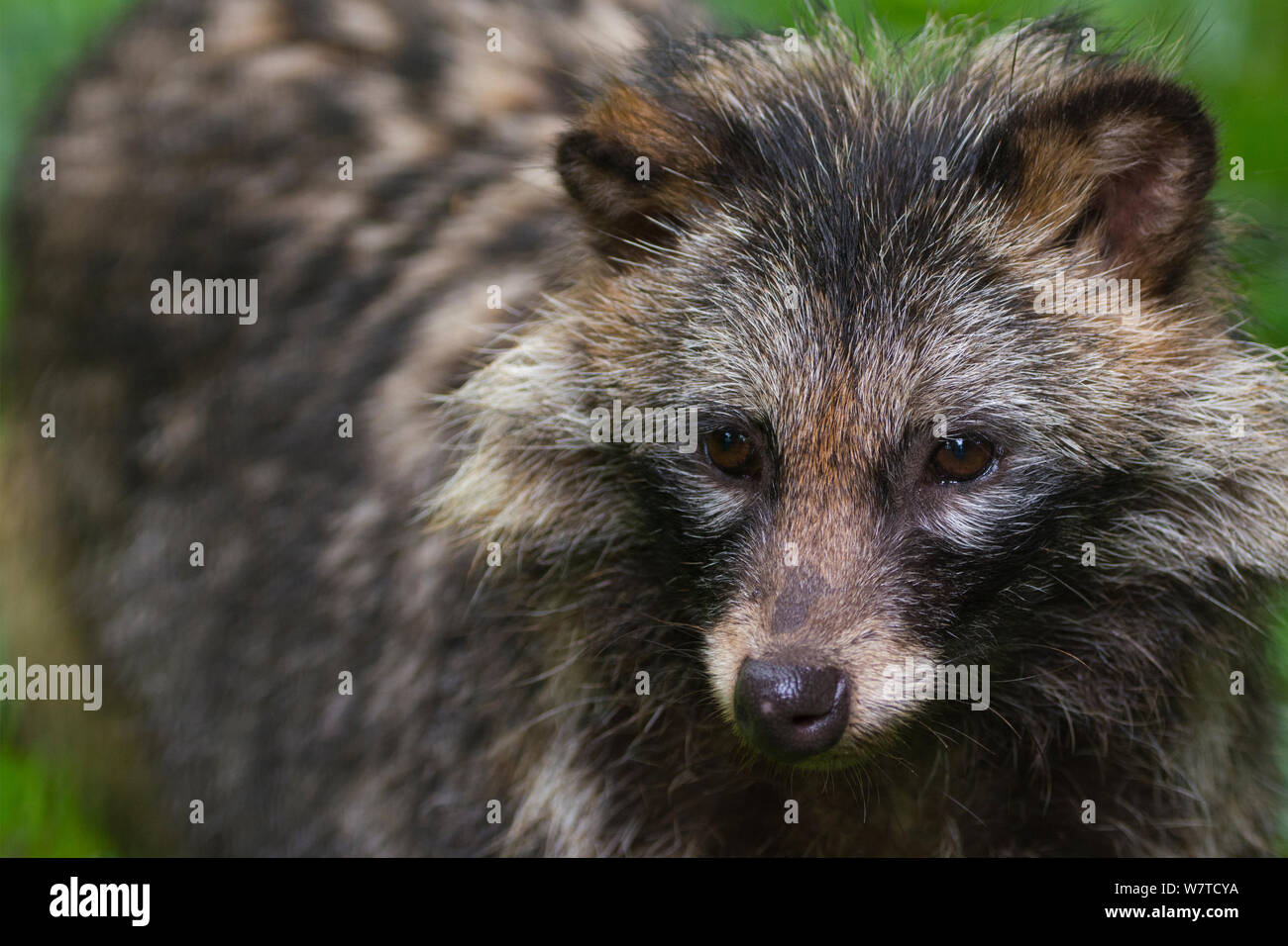 Raccoon dog (Nyctereutes procyonoides) portrait, captive, native to ...