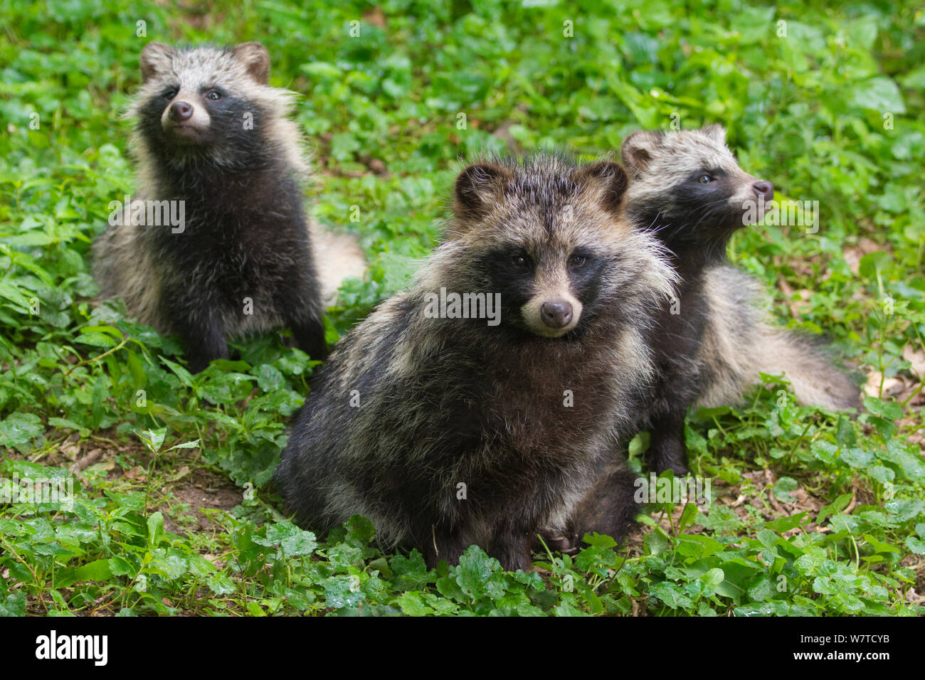Raccoon dog (Nyctereutes procyonoides) with two nine week old cubs ...