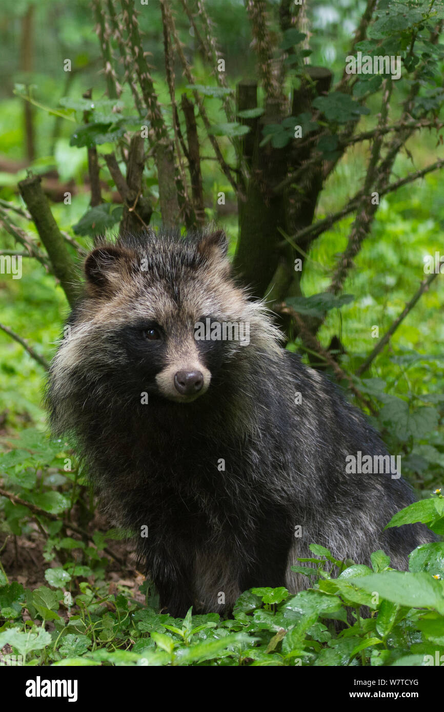 Raccoon dog (Nyctereutes procyonoides), captive, native to East Asia ...