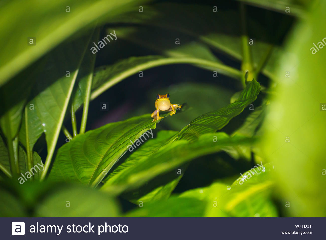 Small Amphibians High Resolution Stock Photography and Images - Alamy