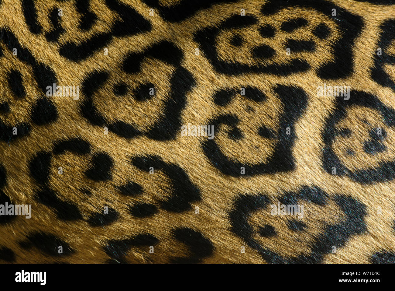 Jaguar skin hi-res stock photography and images - Alamy