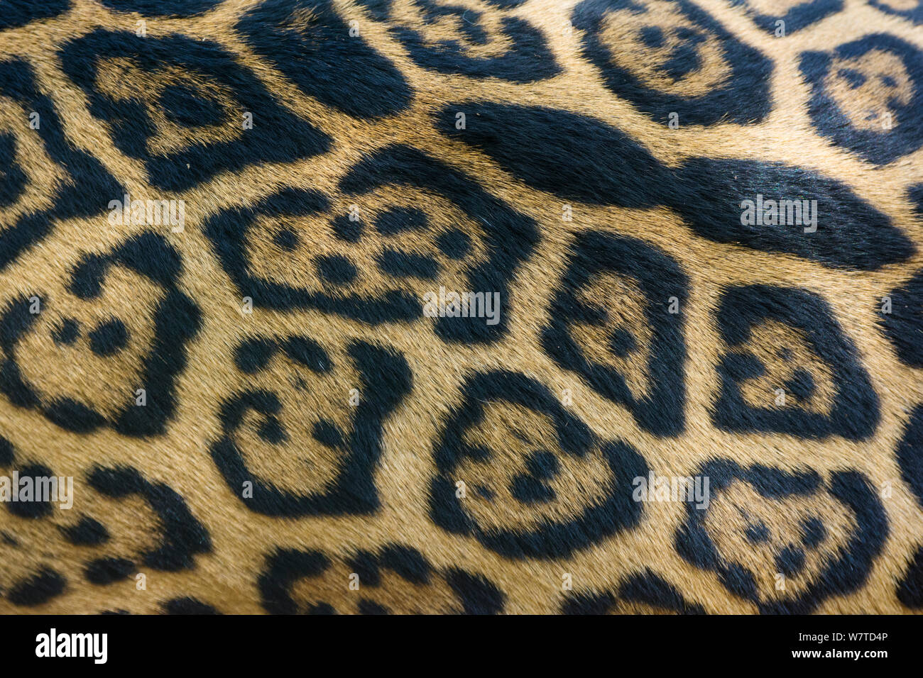 Jaguar Skin High Resolution Stock Photography and Images - Alamy