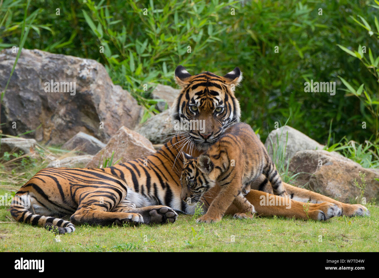Sumatran tiger (Panthera tigris sumatrae) with cub, aged four months ...