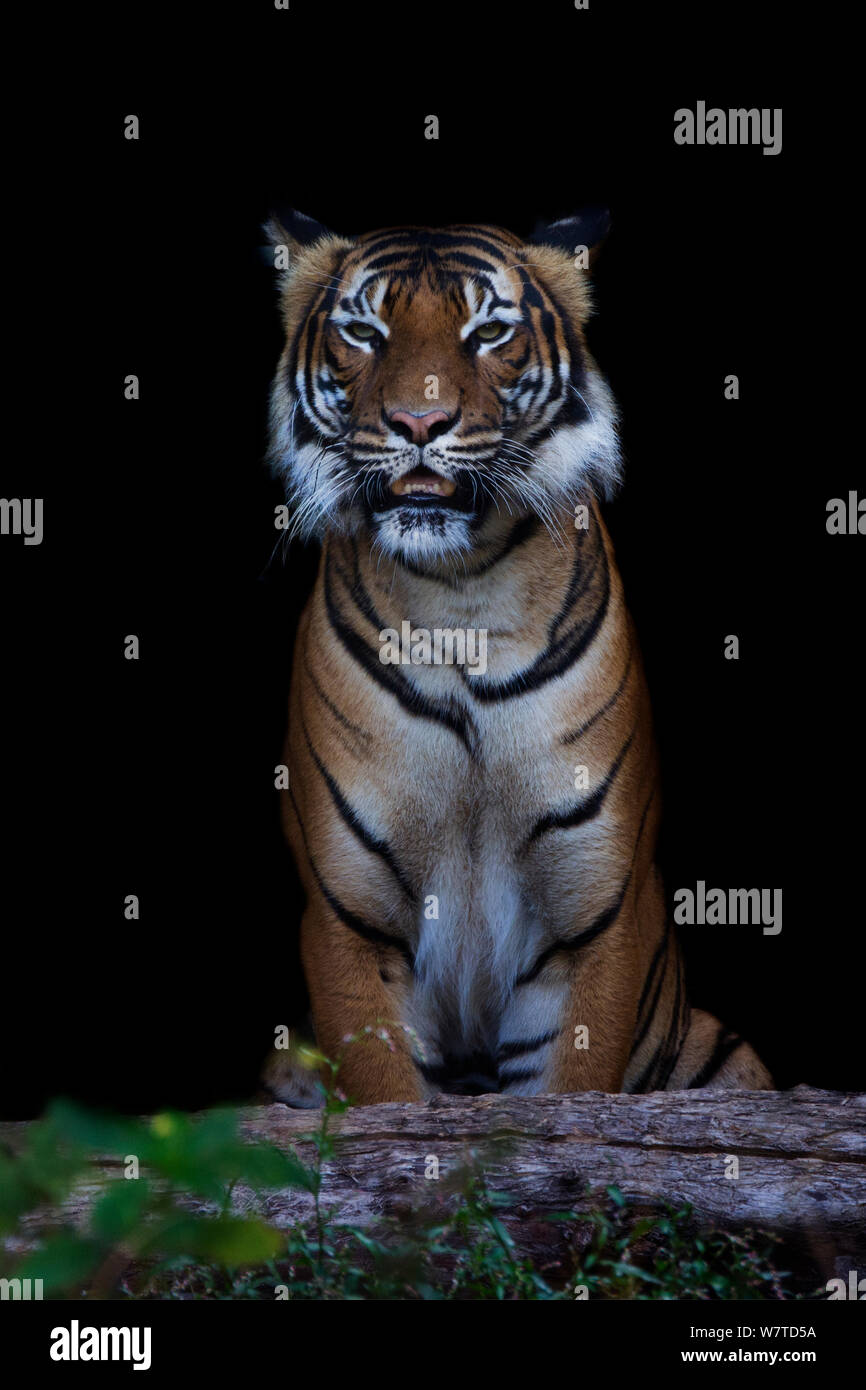 Malayan tiger (Panthera tigris jacksoni), captive, native to the ...