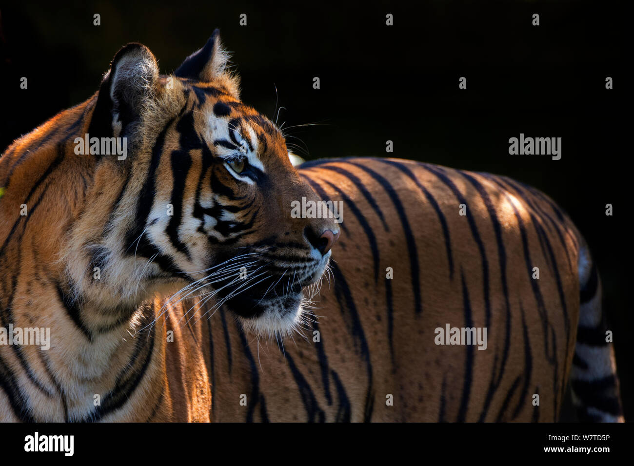 Malayan tiger (Panthera tigris jacksoni), captive, native to the ...