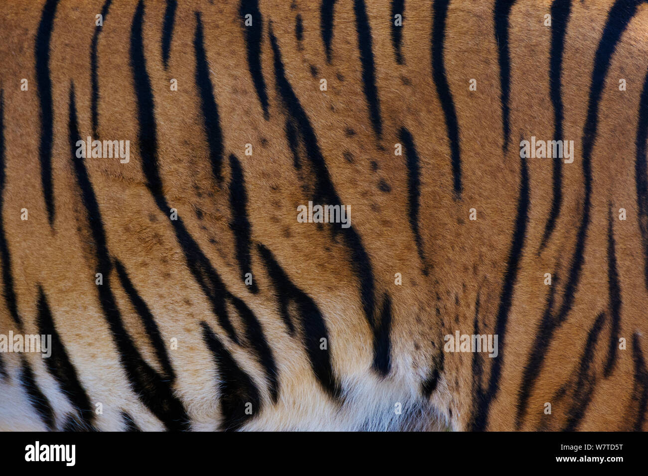 CLose-up of the fur pattern of a Malayan tiger (Panthera tigris ...