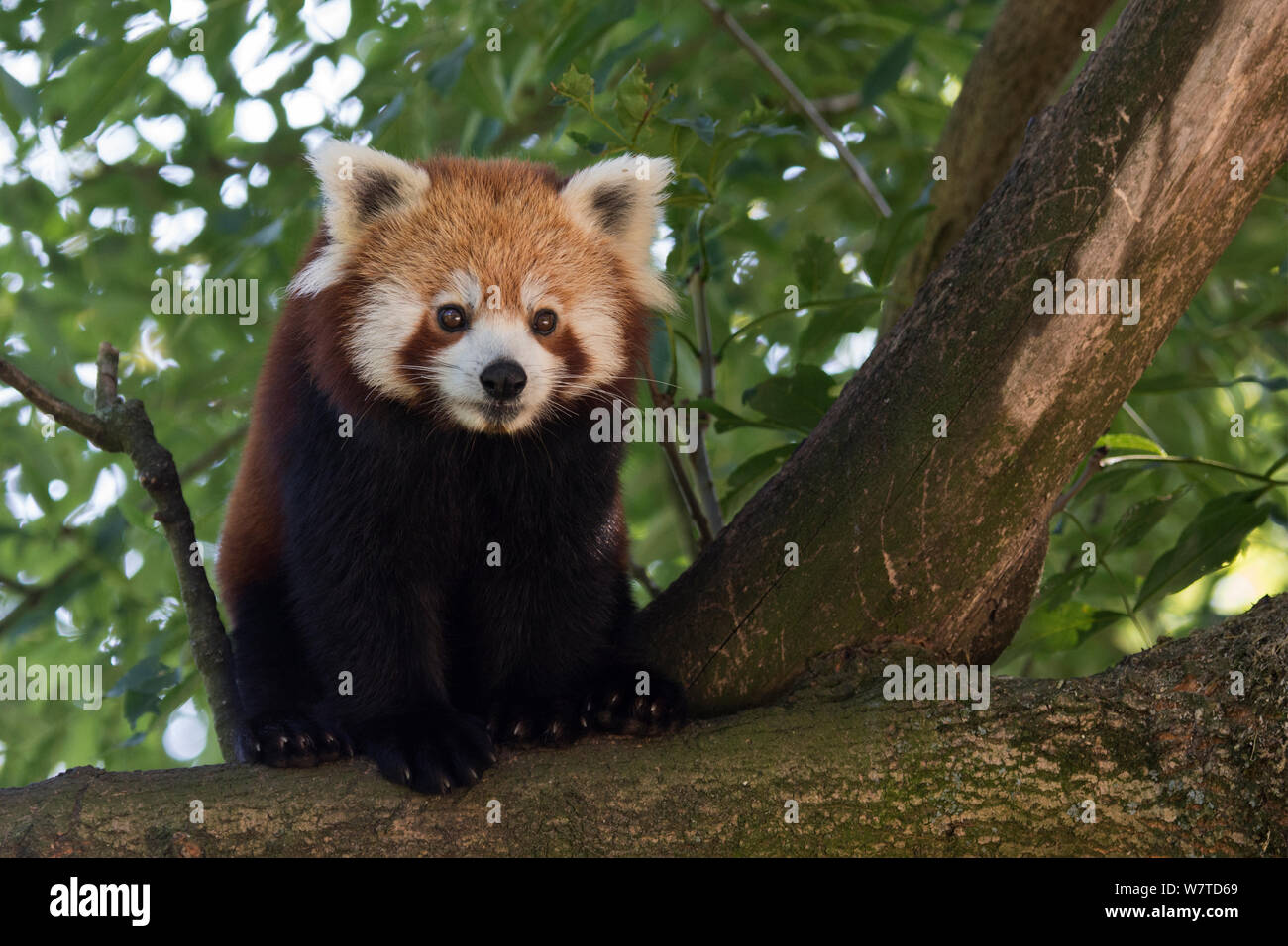 Red panda (Ailurus fulgens) in a tree, captive, native to the Himalayas ...