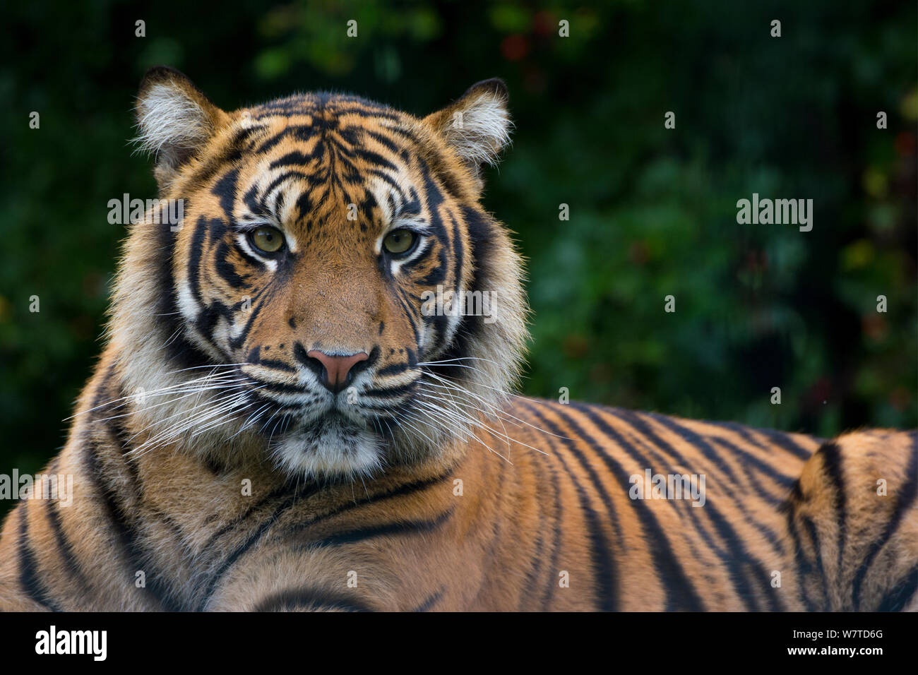 Sumatran tiger (Panthera tigris sumatrae), captive, native to Sumatra ...