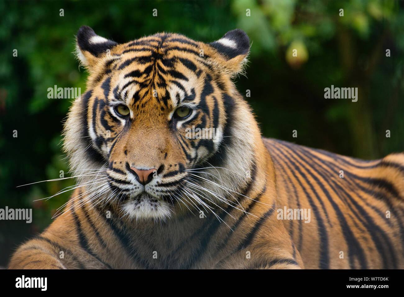 Sumatran tiger (Panthera tigris sumatrae), captive, native to Sumatra ...
