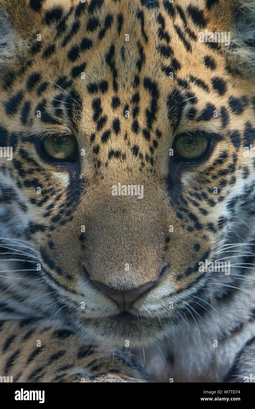 Jaguar (Panthera onca) cub, aged five months, captive, native to ...