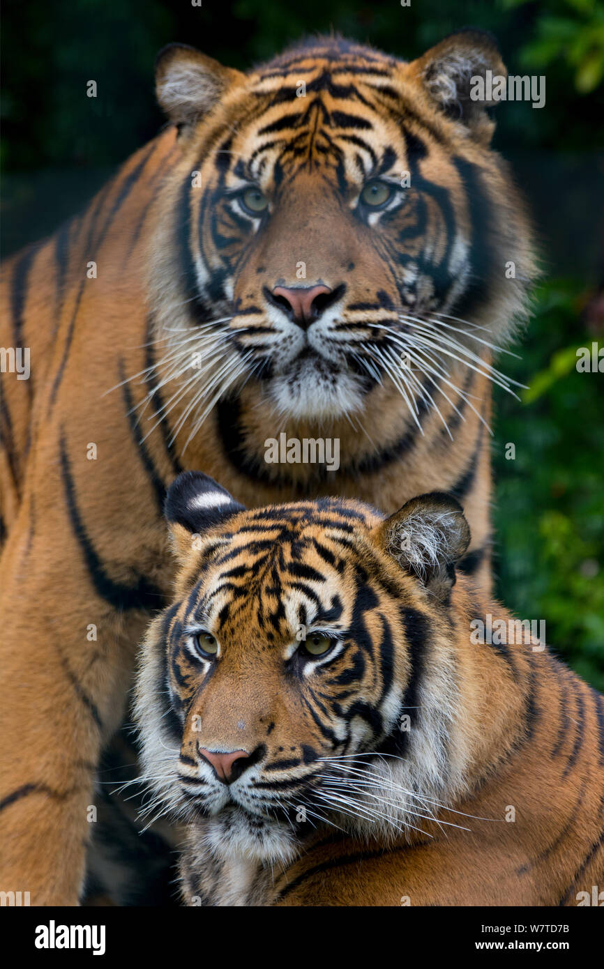 Tiger Panthera Sumatran Tigris