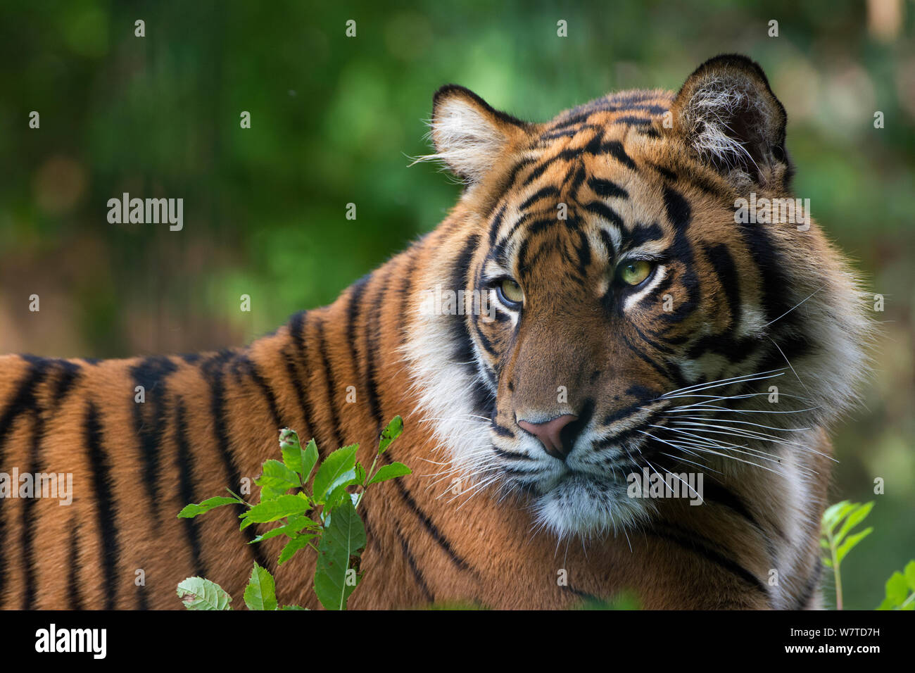 Sumatran tiger (Panthera tigris sumatrae), captive, native to Sumatra ...