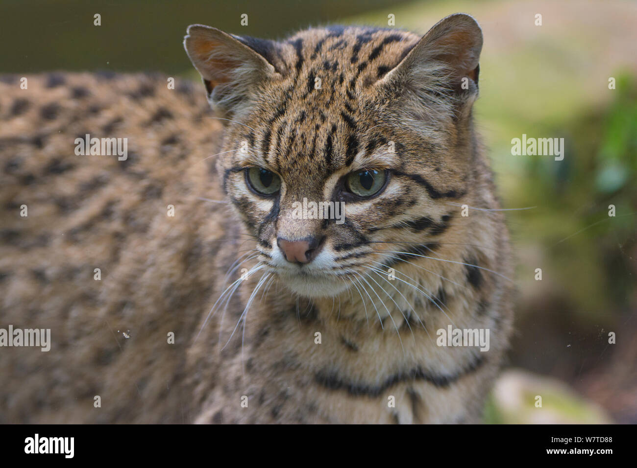 Felis geoffroyi hi-res stock photography and images - Alamy