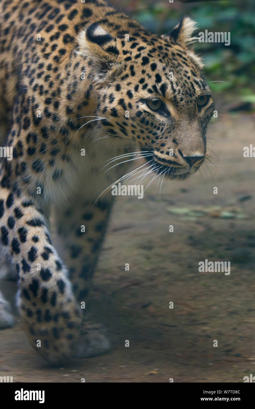 Native to afghanistan hi-res stock photography and images - Alamy