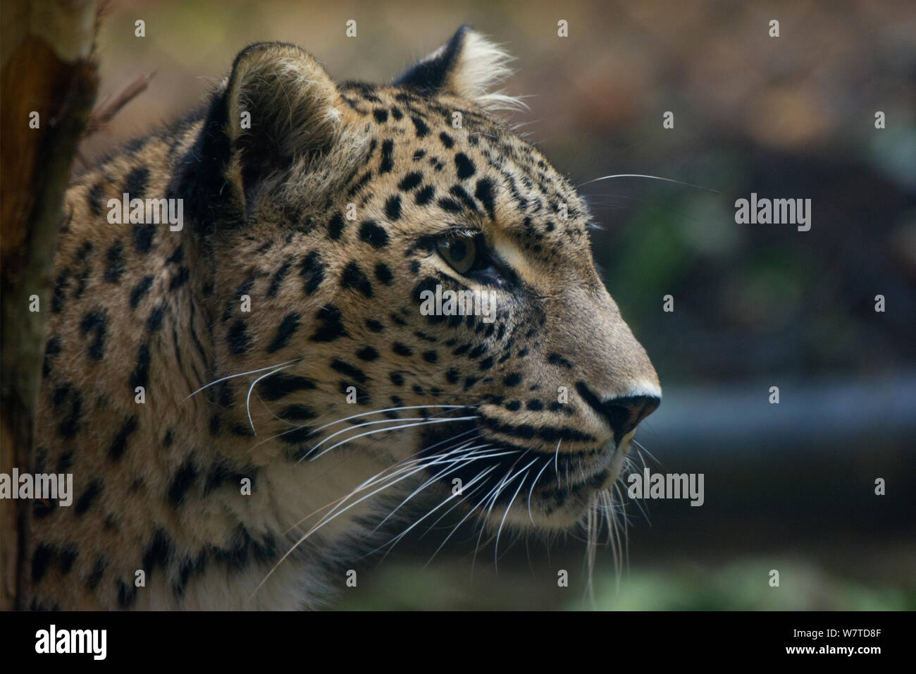 Leopard hotspot hi-res stock photography and images - Alamy