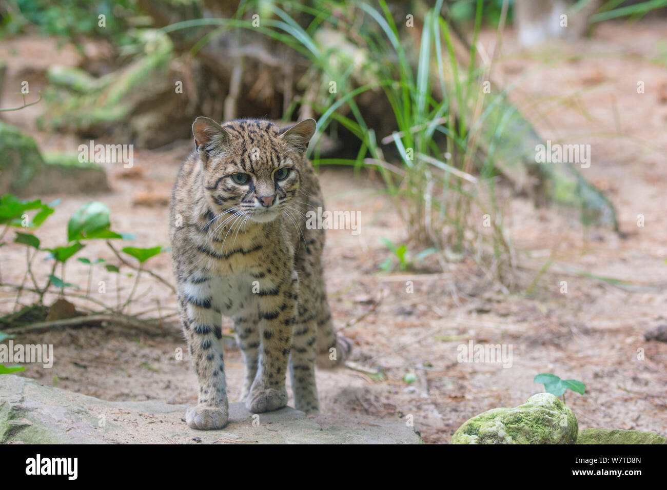 Geoffroy's cat (Leopardus geoffroyi), captive, native to South America ...
