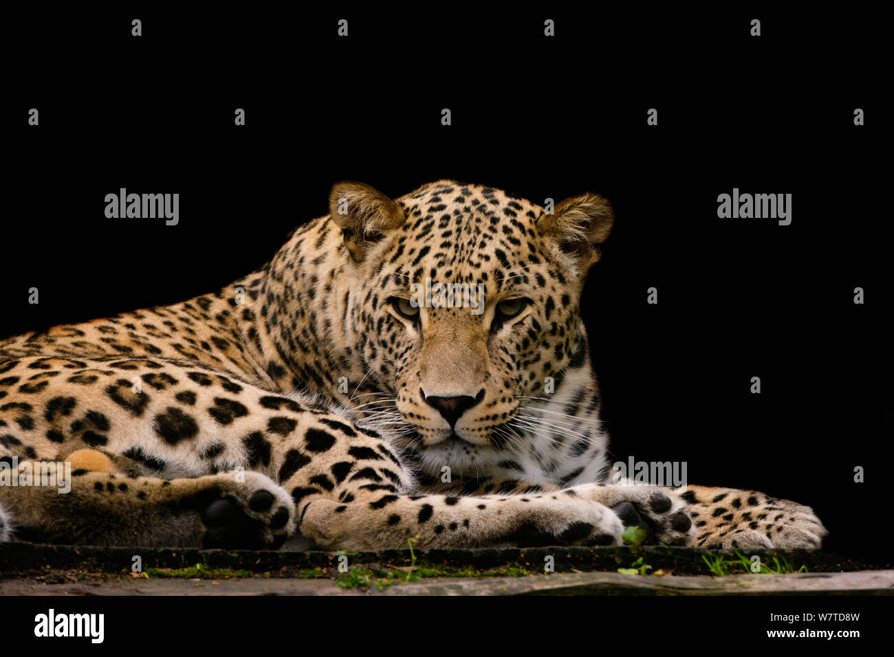 Female Persian leopard (Panthera pardus saxicolor), captive, native to ...