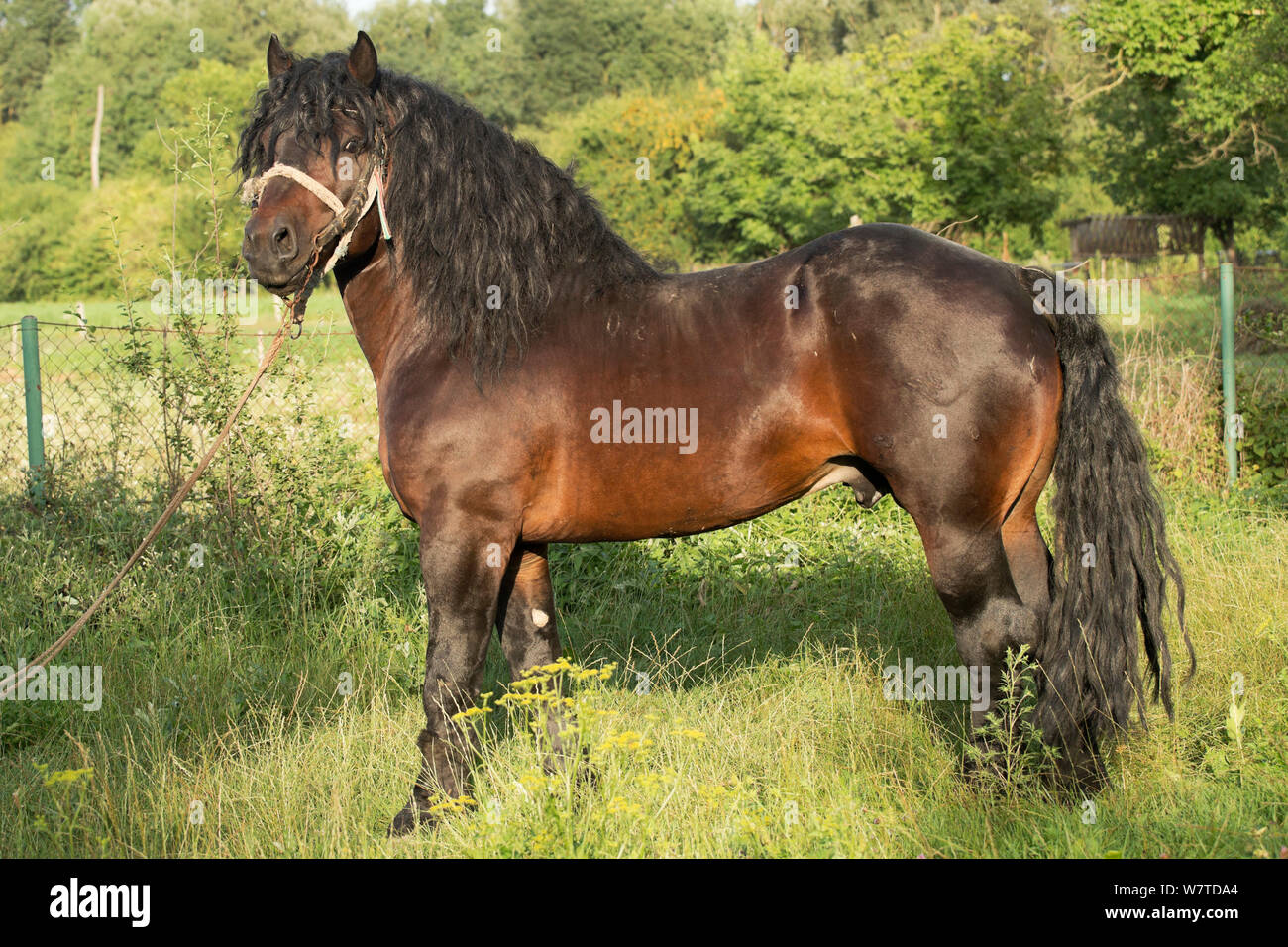 Posavina hi-res stock photography and images - Alamy