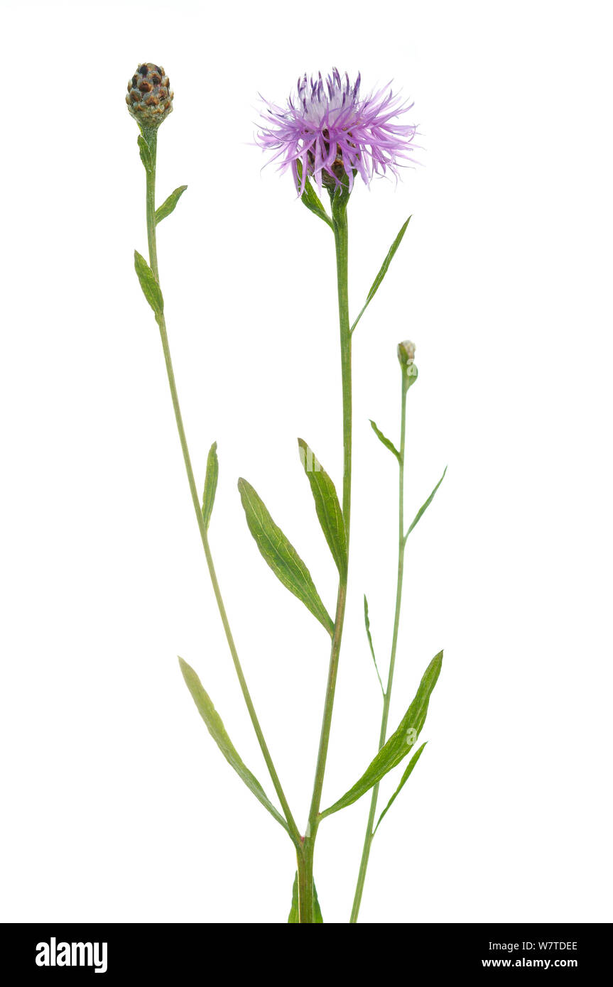 Centaurea behen hi-res stock photography and images - Alamy