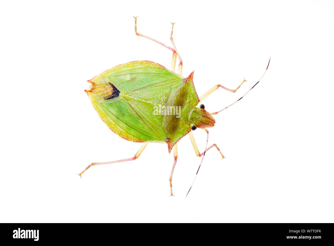 Stink bug pentatomidae sp hi-res stock photography and images - Alamy