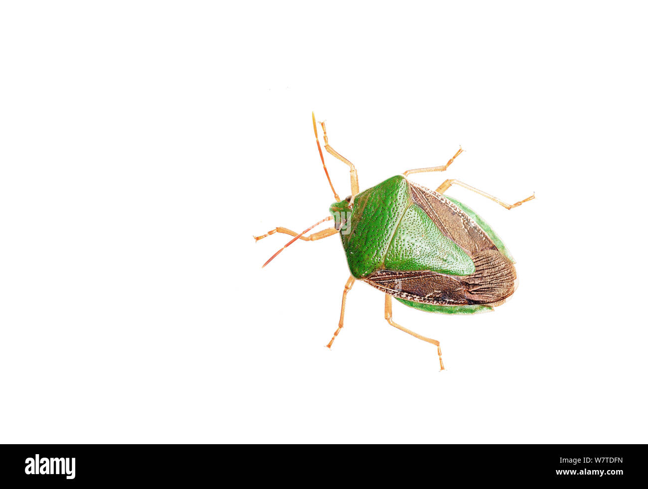 Stink bug (Edessa meditabunda) Sorocaba, Sao Paolo, Brazil ...