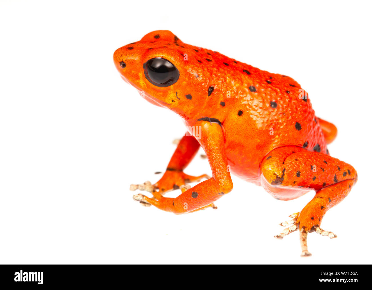 Strawberry Poison Frog (Oophaga pumilio) one of many colour morphs ...