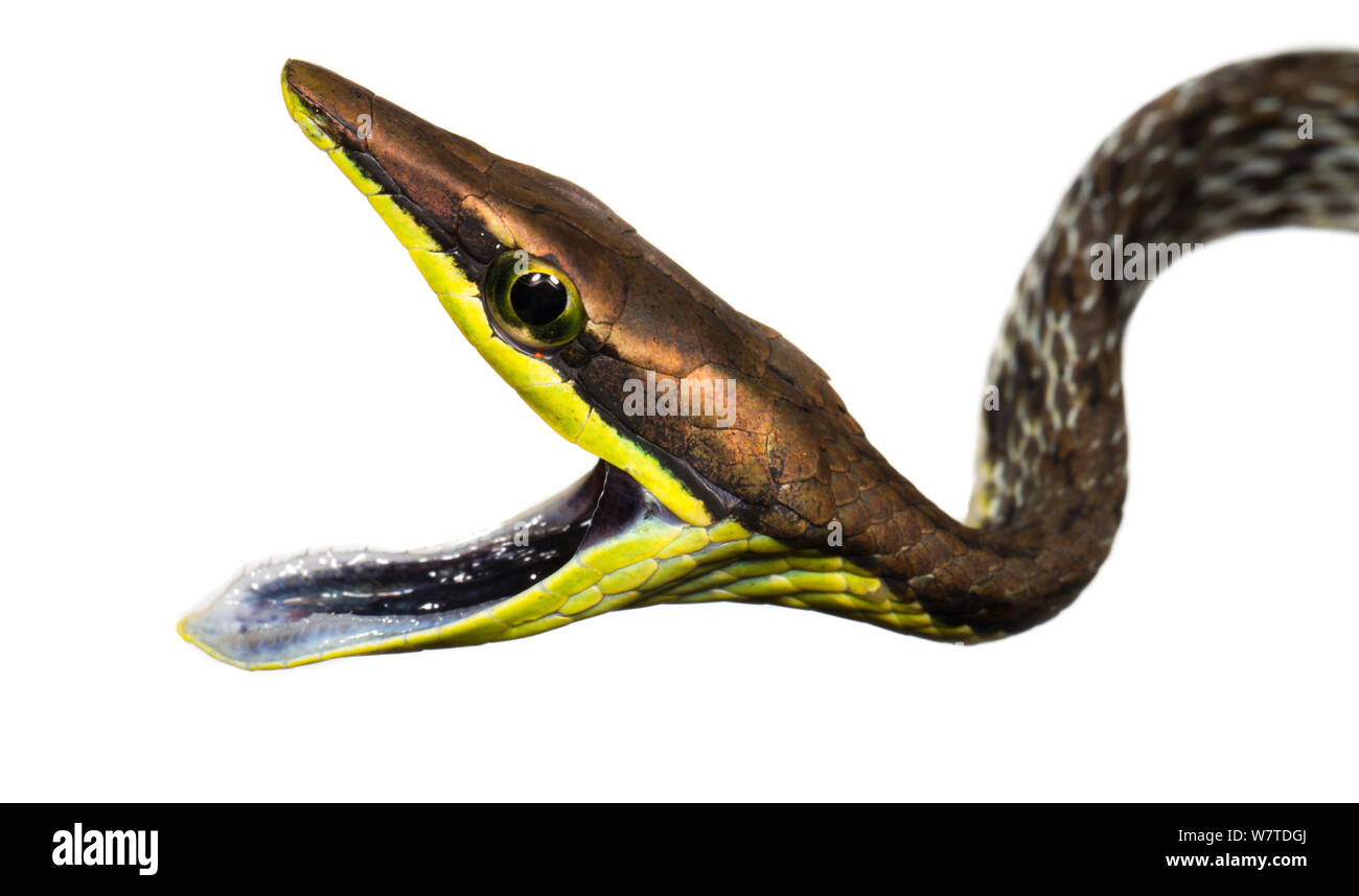 Panama snake Cut Out Stock Images & Pictures - Alamy