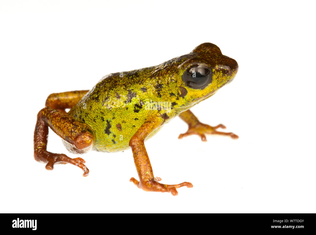 Strawberry Poison Frog (Oophaga pumilio) one of many colour morphs ...