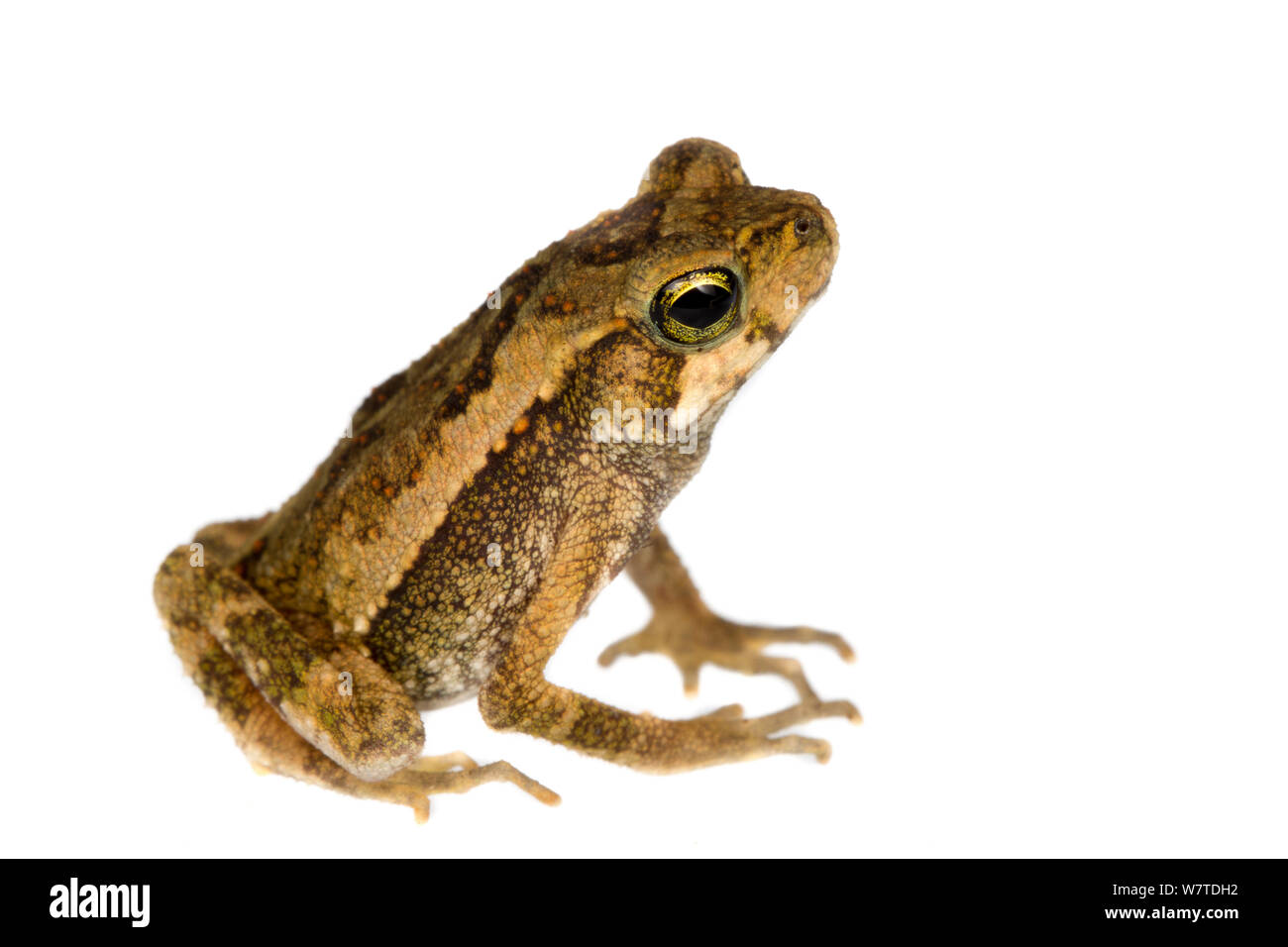 Green Climbing Toad (Incilius coniferus) Isla Colon, Panama ...