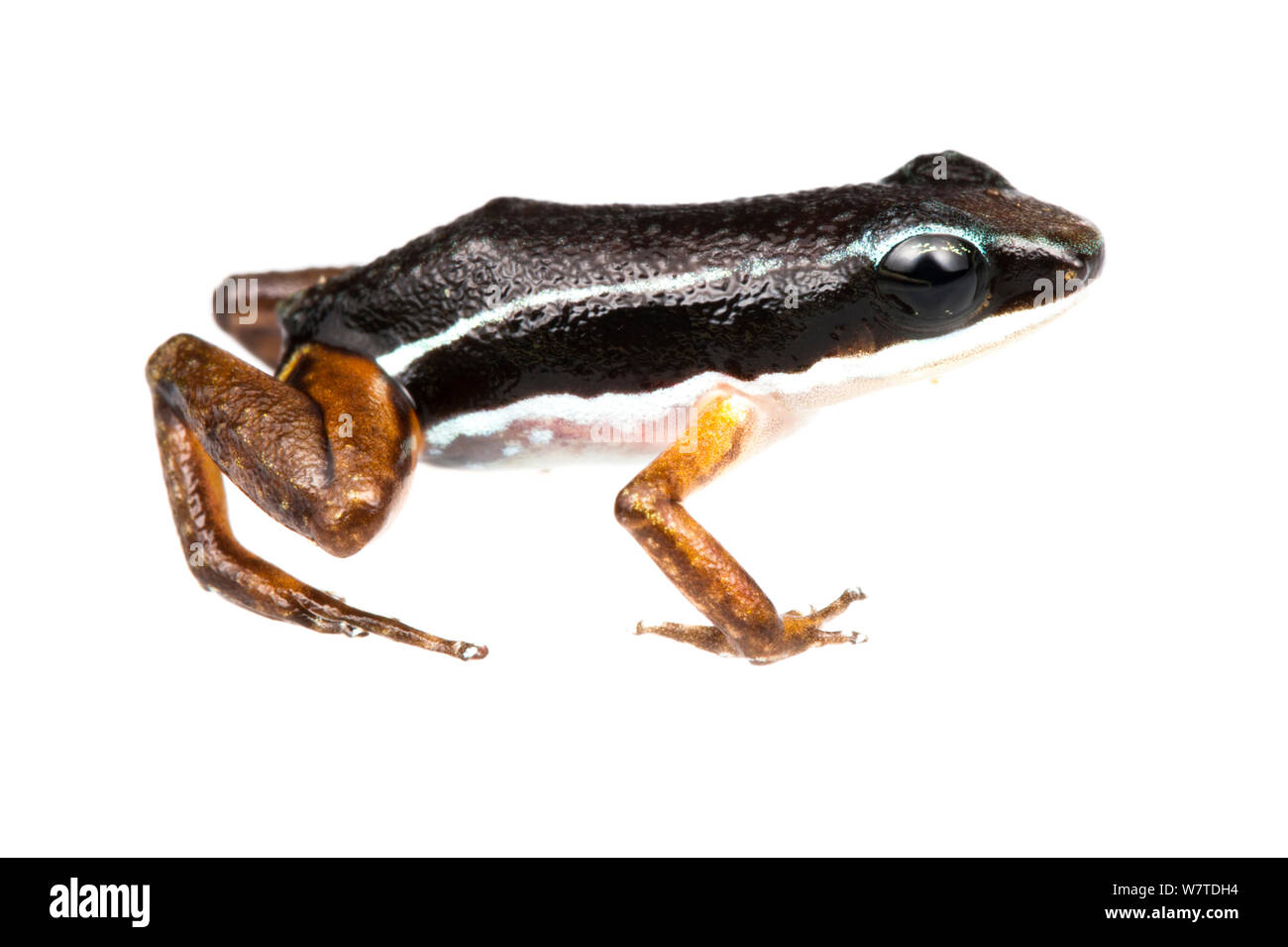 Rainforest rocket frog (Silverstoneia flotator) southern Isla Popa, Panama. Meetyourneighbours ...