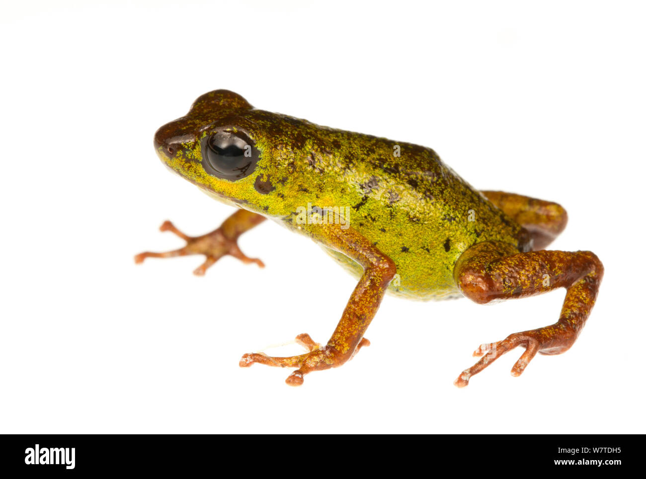 Red morphs Cut Out Stock Images & Pictures - Alamy