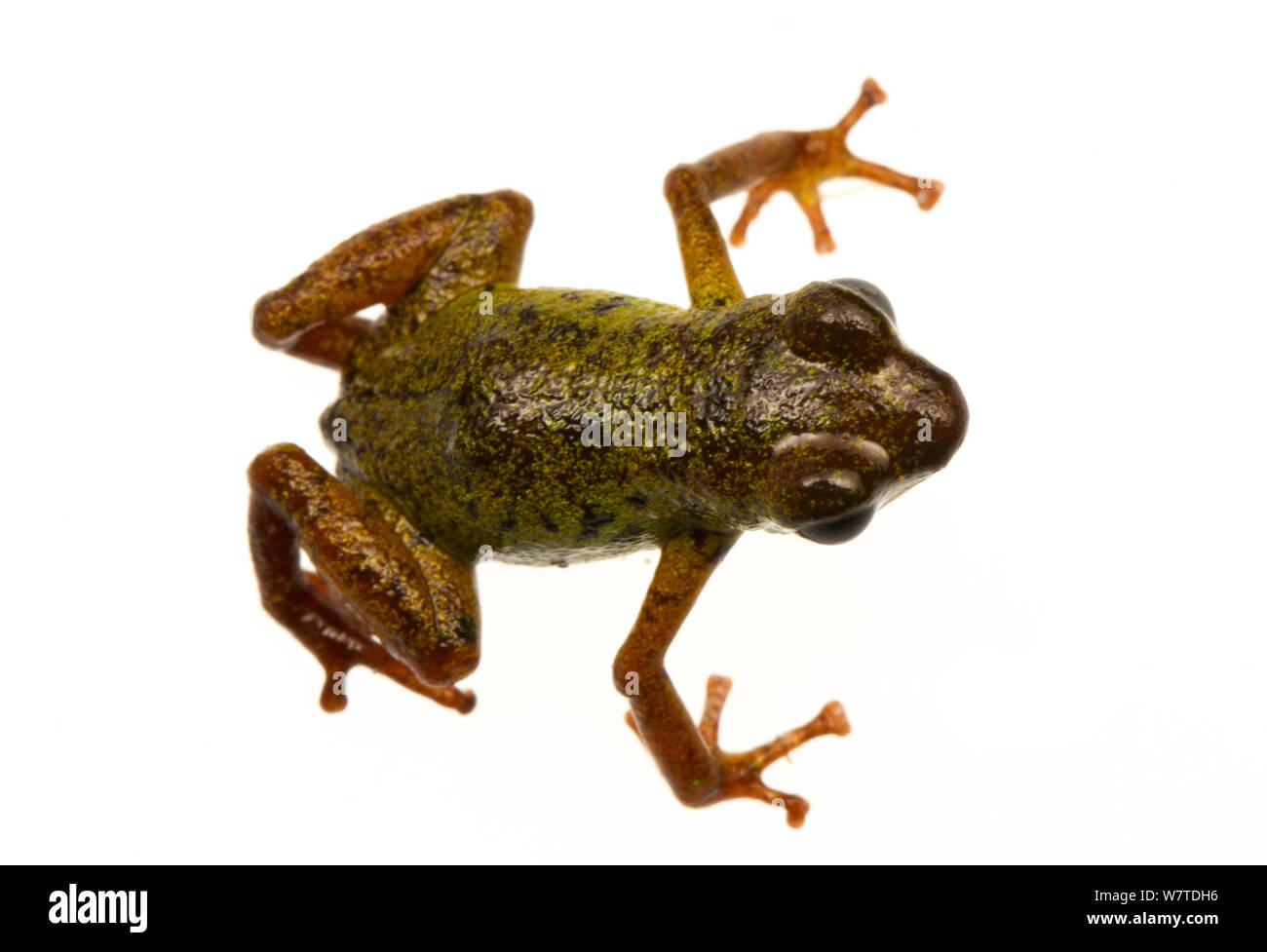 Strawberry Poison Frog (Oophaga pumilio) one of many colour morphs ...