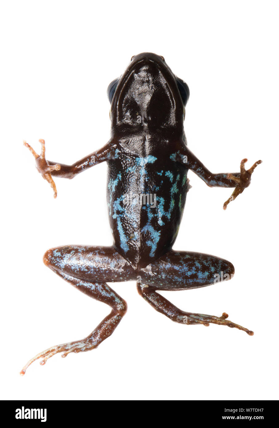 Poison dart frog (Phyllobates lugubris) view of underside, Isla Colon ...