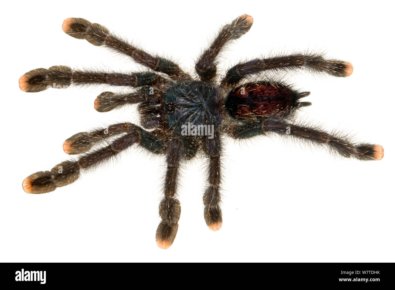 Pink-Toed Tarantula (Avicularia sp.) Matoury, French Guiana ...