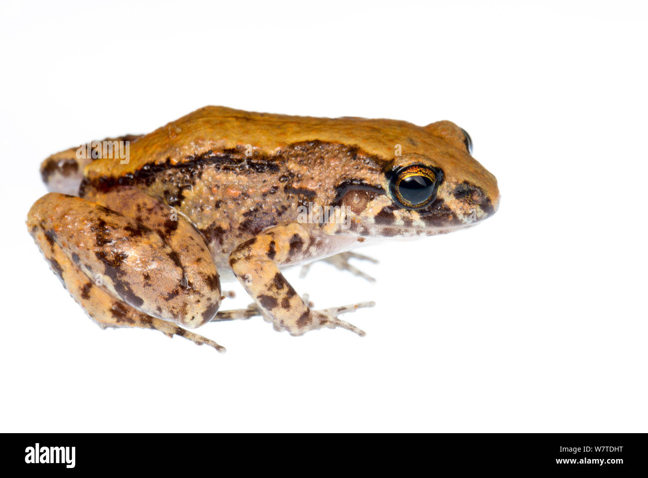 Leptodactylus andreae hi-res stock photography and images - Alamy