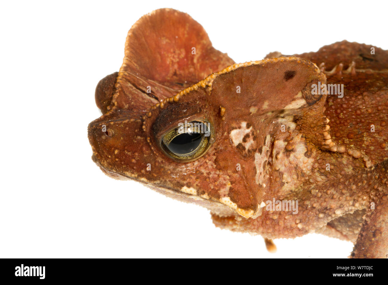 South American Common Toad (Rhinella margaritifera) Kaw Mountains, French Guiana ...