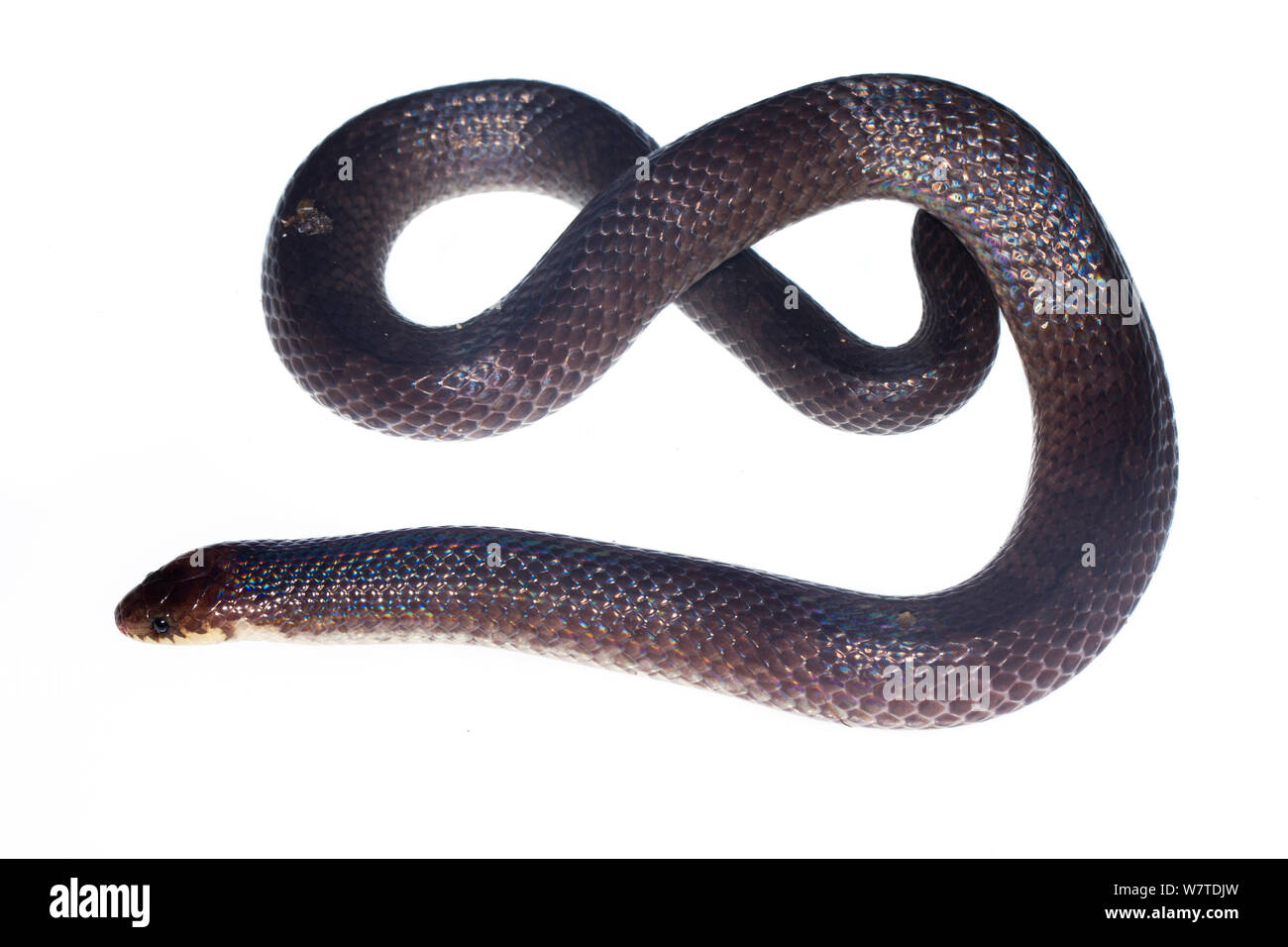 French Guiana. Meetyourneighbours.net project Ground Snake (Atractus ...