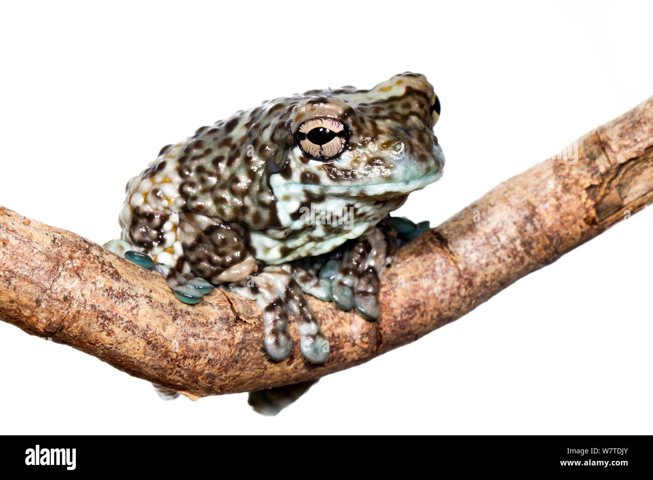 New River Tree Frog (Trachycephalus hadroceps) Cayenne, French Guiana ...