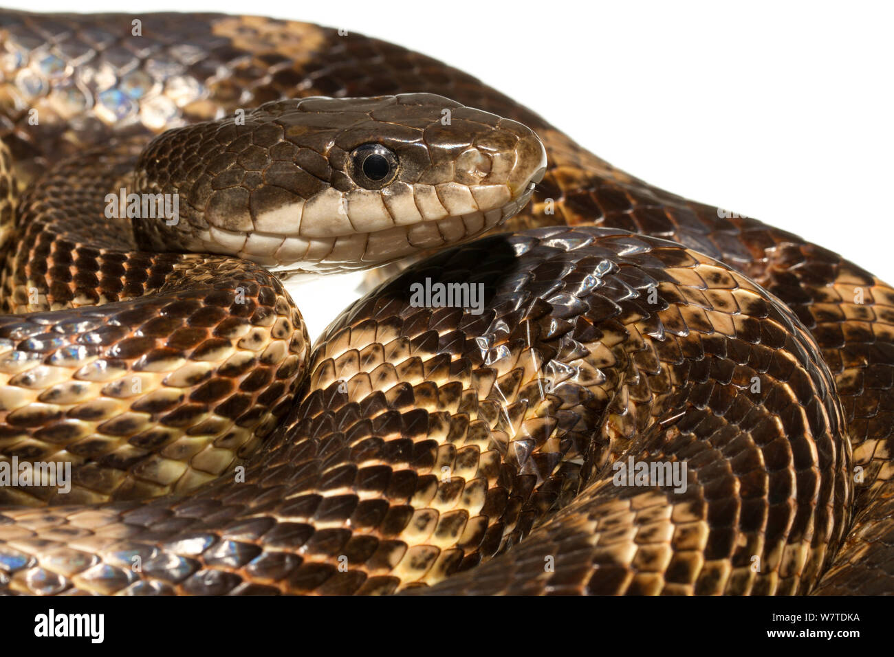 Gray Rat Snake (Pantherophis spiloides spiloides) Oxford, Mississippi ...
