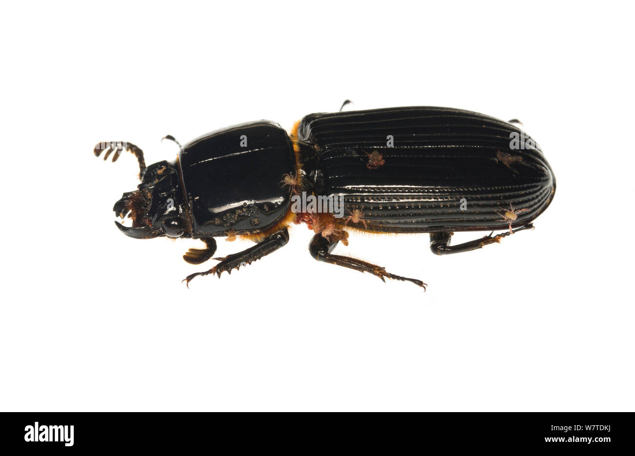 Bess Beetle (Passalidae) with Pseudoscorpions Gamboa, Panama ...