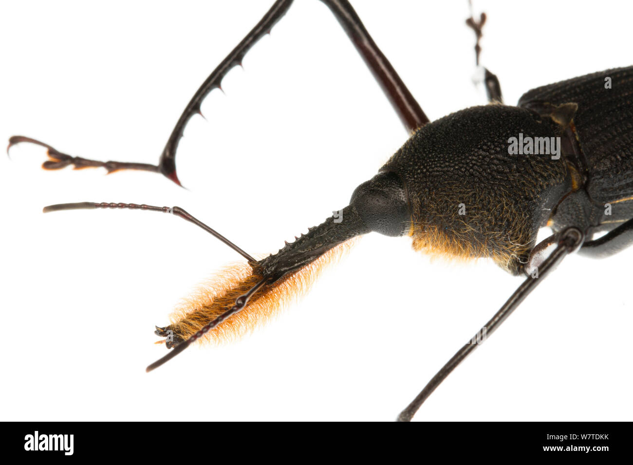 Bearded weevil hi-res stock photography and images - Alamy